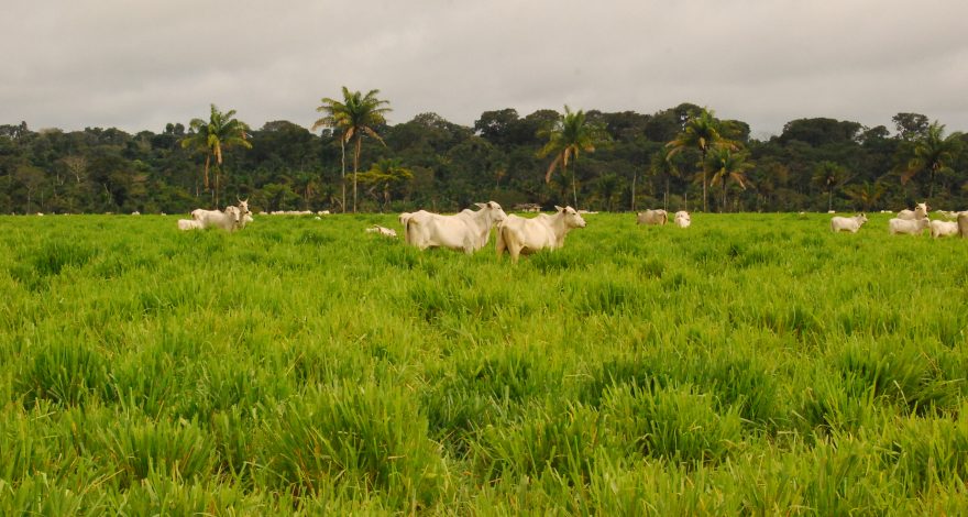 Sustainable cattle ranching in Brazil's Amazon | Initiative 20x20
