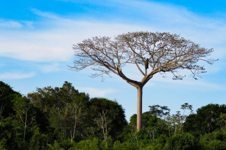 Connecting the Amazon and Chiquitano dry forests in Bolivia ...