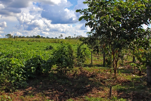 Agroforestry and REDD+ in Peru's Amazon | Initiative 20x20